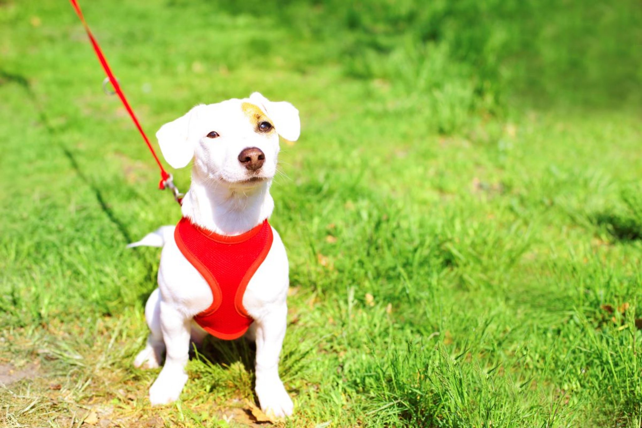 🐕 Longe pour Chien - Test et Avis [2025] | Animaitre