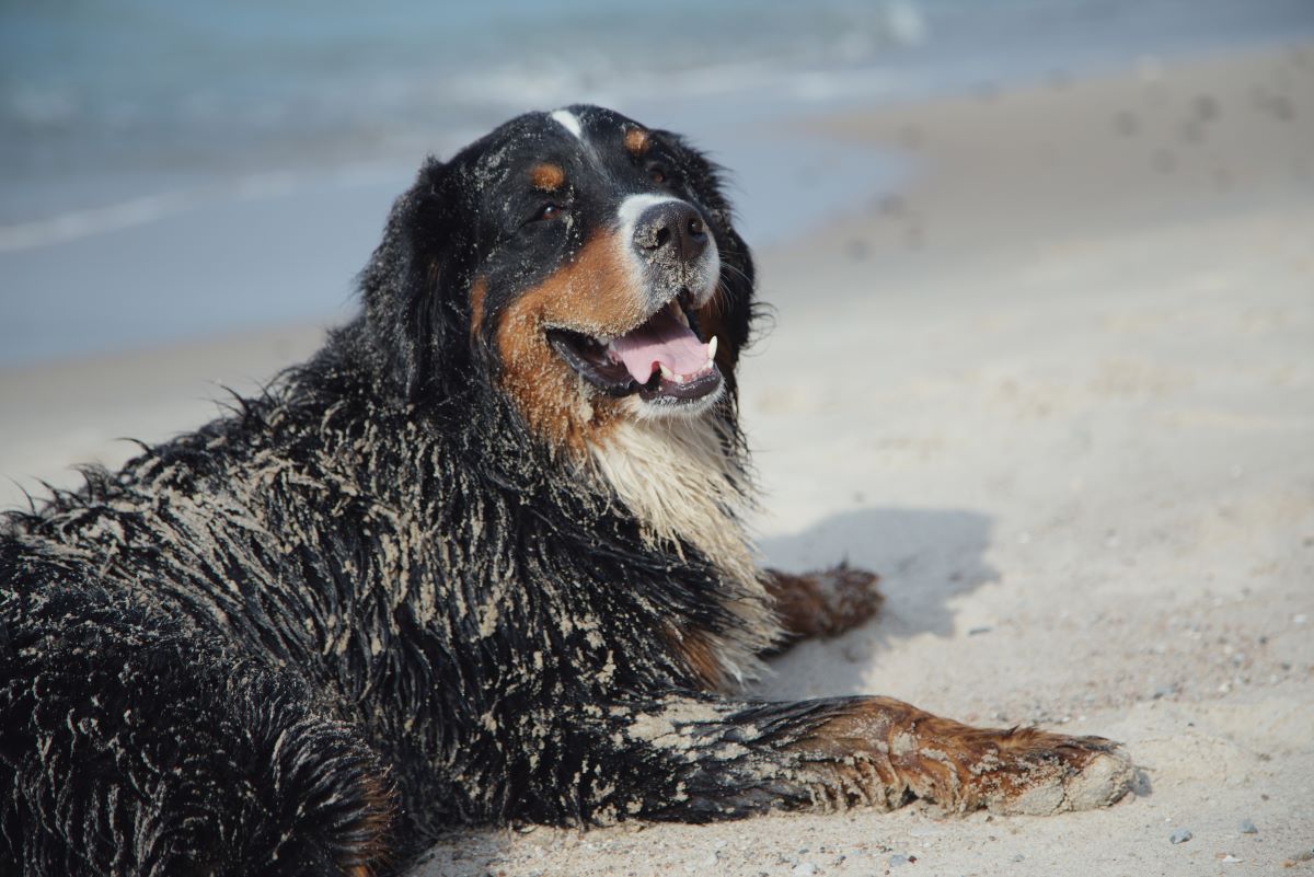 💊 Comment Lutter Contre les Poux | Animaitre