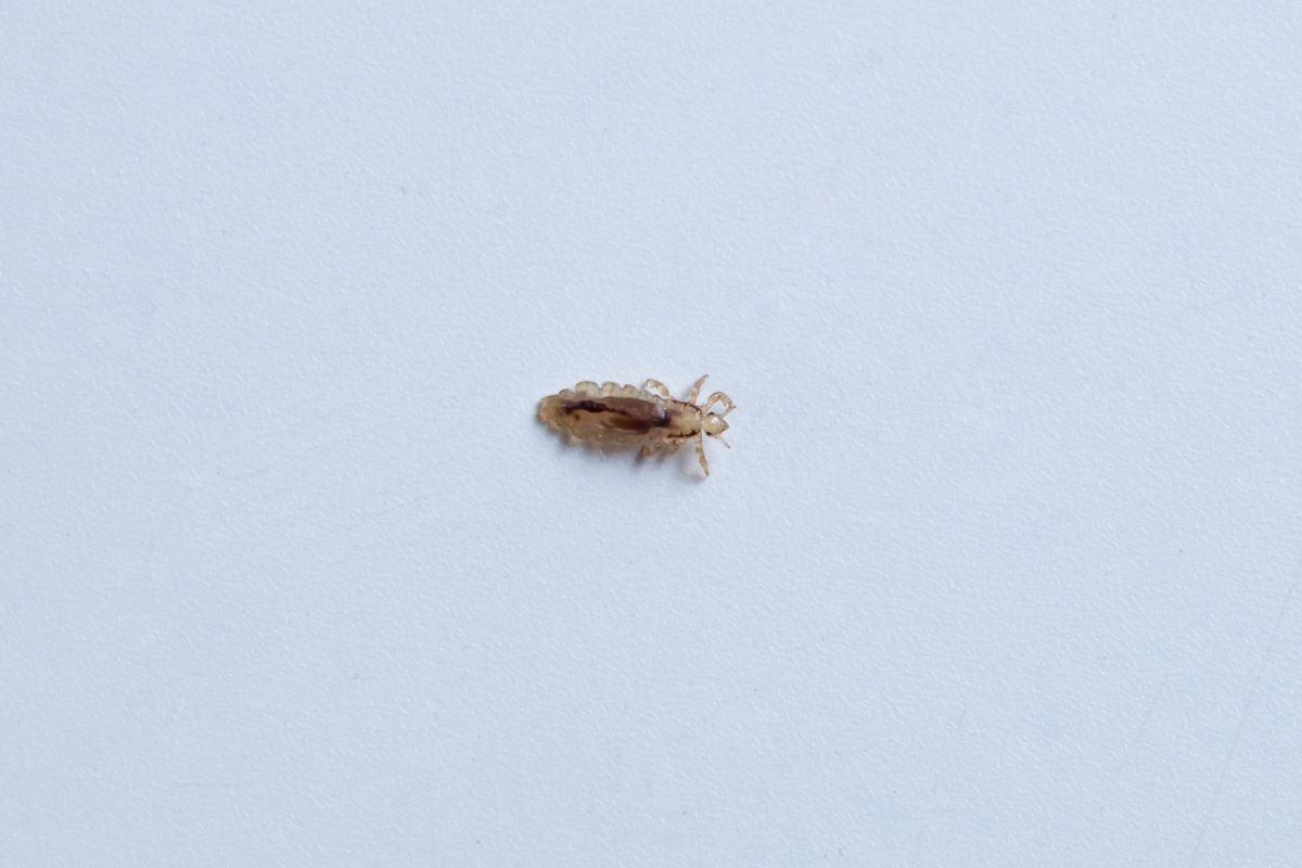 💊 Comment Lutter Contre les Poux | Animaitre